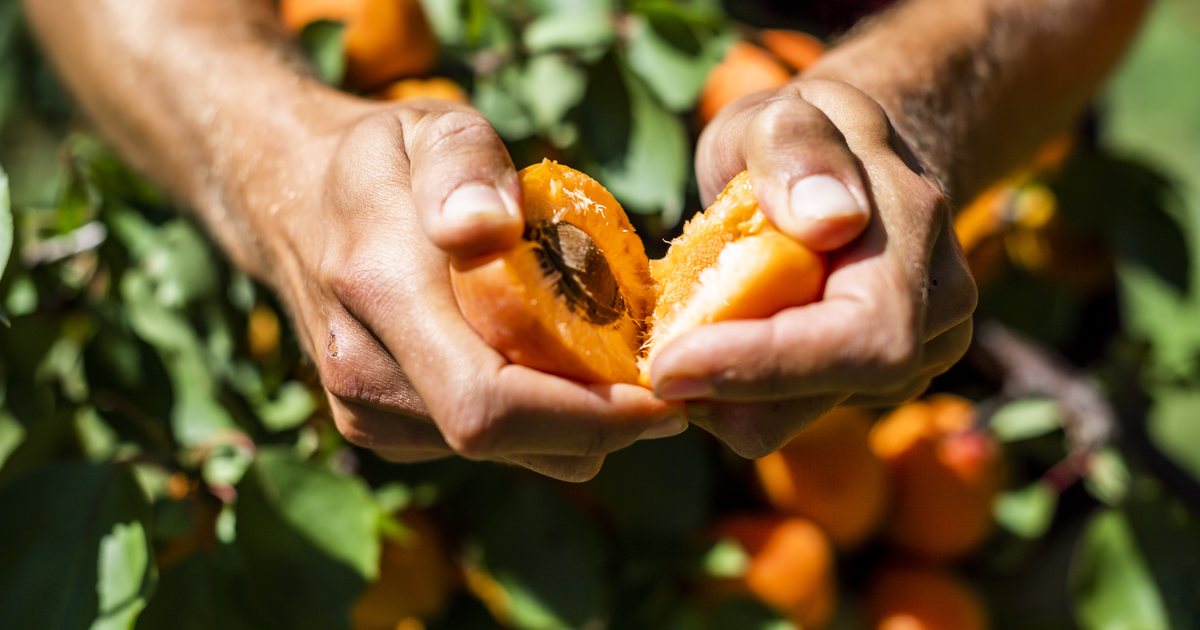 Klein Steiermark - Gastwirtschaft im Schweizergarten